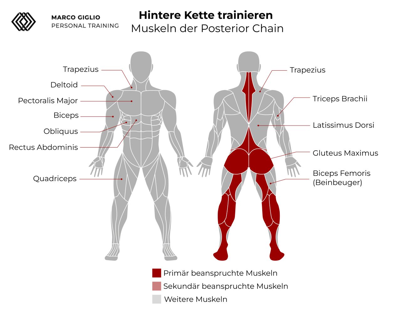Hintere Kette trainieren - Ultimativer Guide [2024] | MARCO GIGLIO